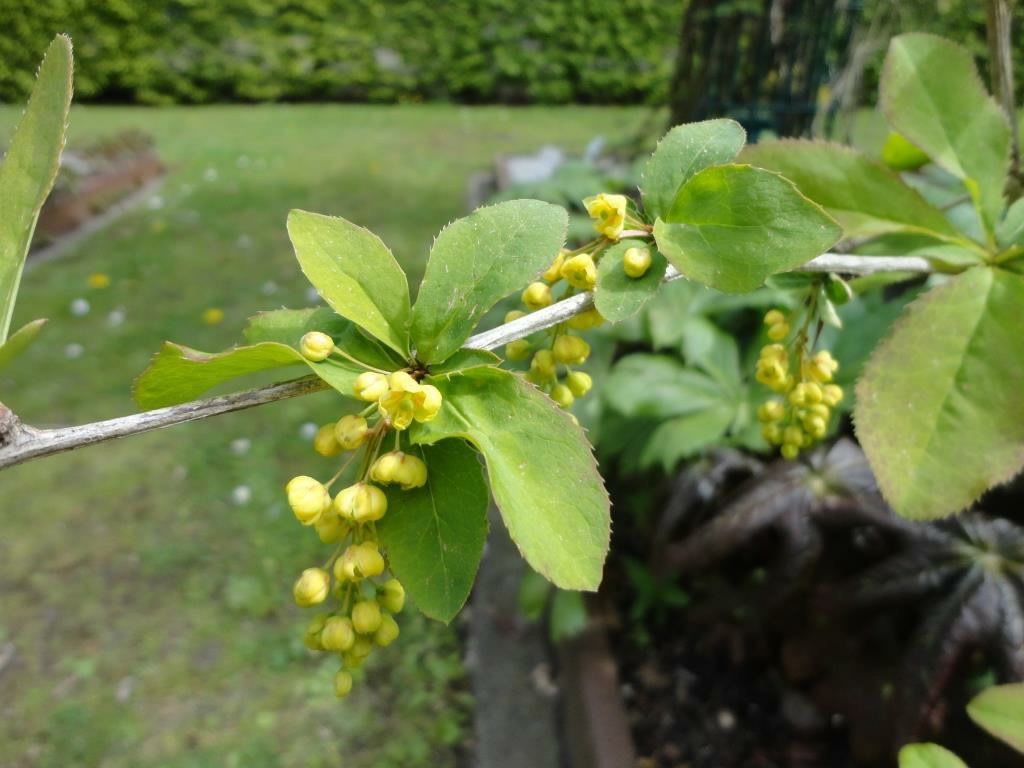 Berberis × stenophylla | Hortus Botanicus Leiden, Netherlands