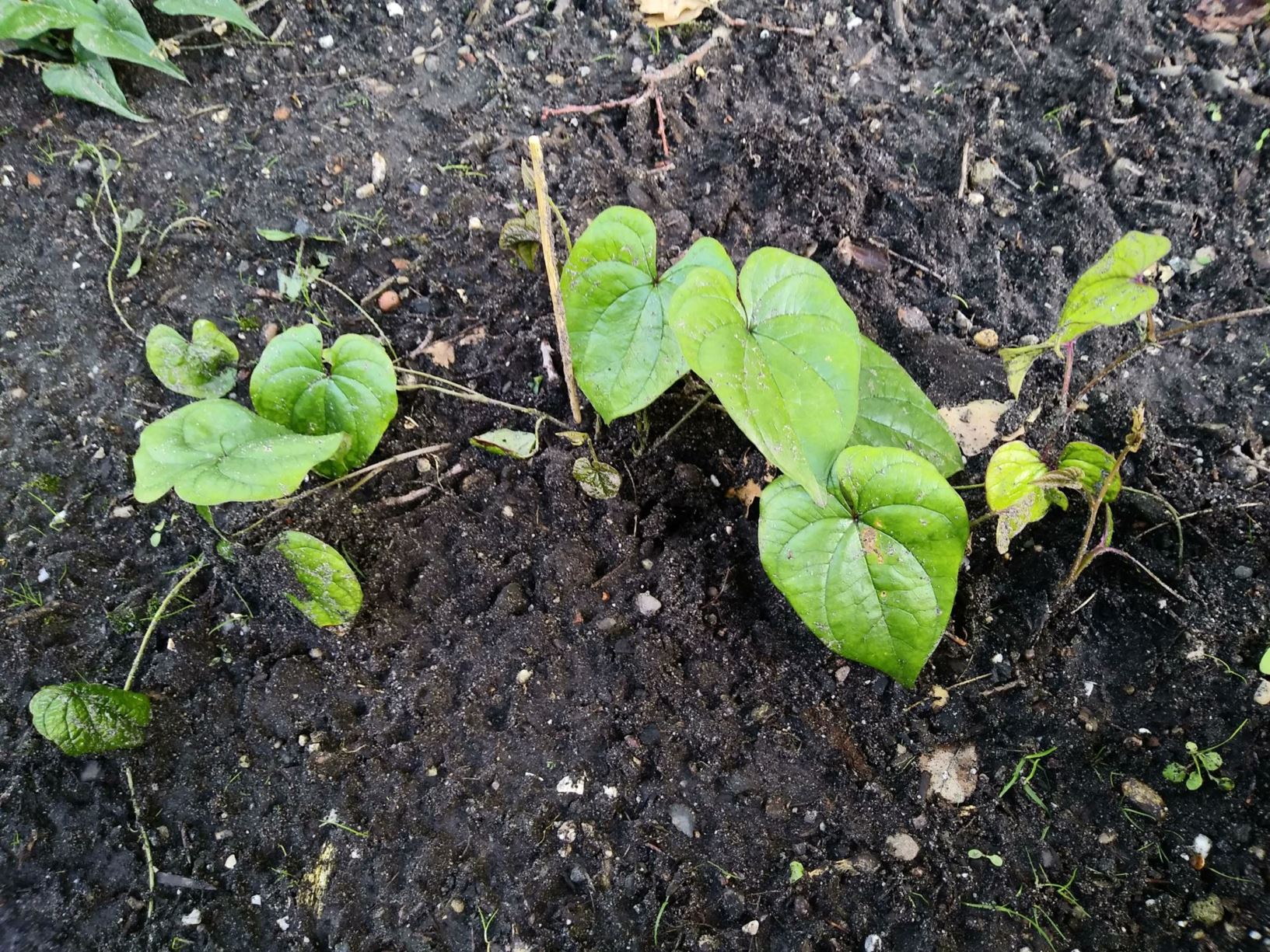 Dioscorea oppositifolia - Chinese yam; Lichtwortel, Chinese yam ...