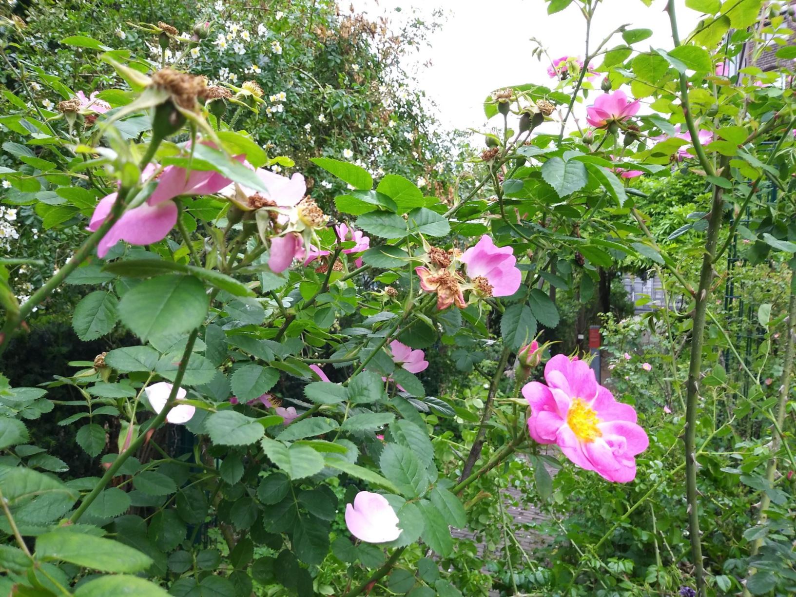 Rosa 'Amy Robsart' | Hortus Botanicus Leiden, Netherlands