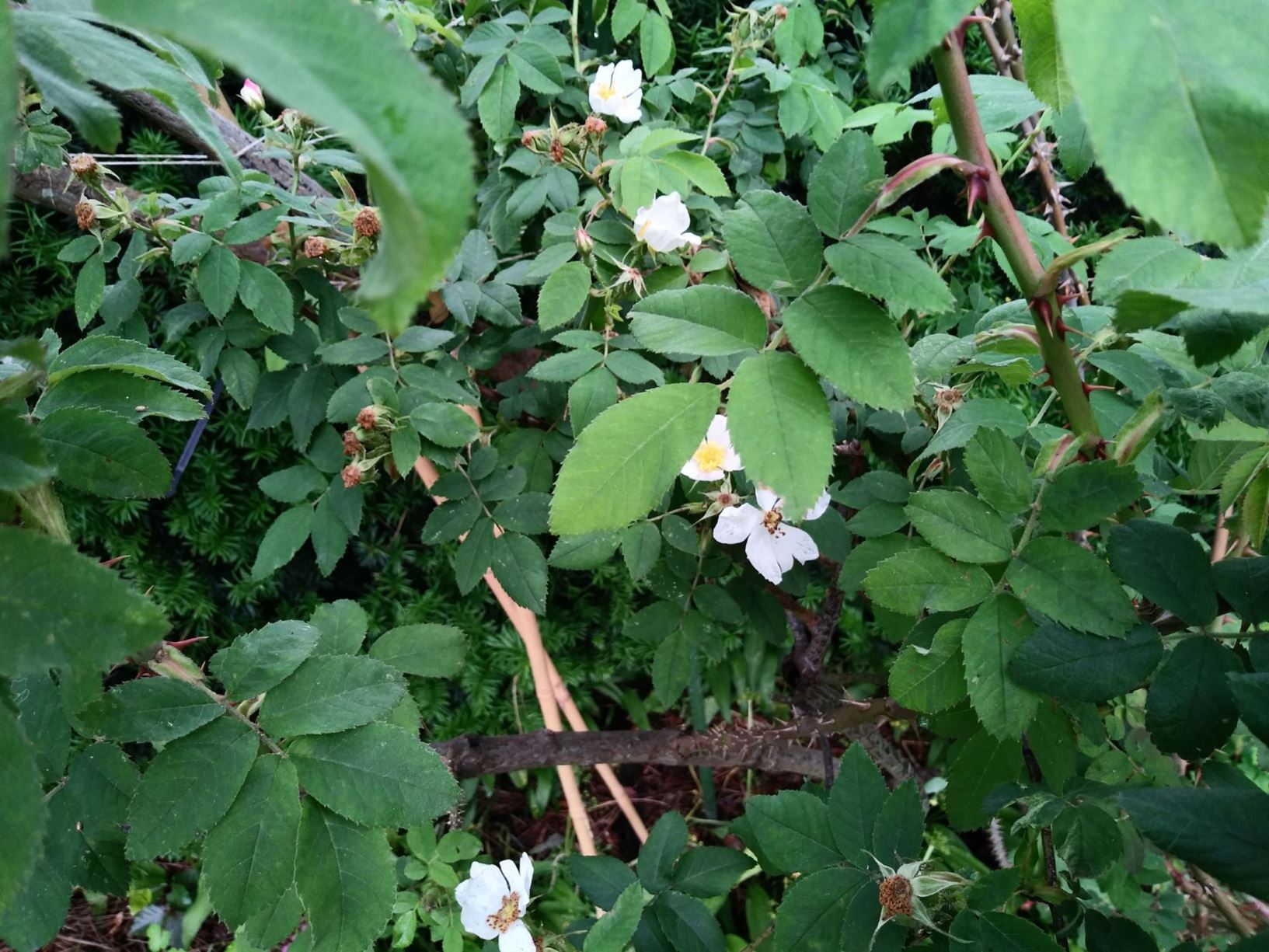 Rosa sherardii - Berijpte viltroos, Northern Downy Rose | Hortus ...