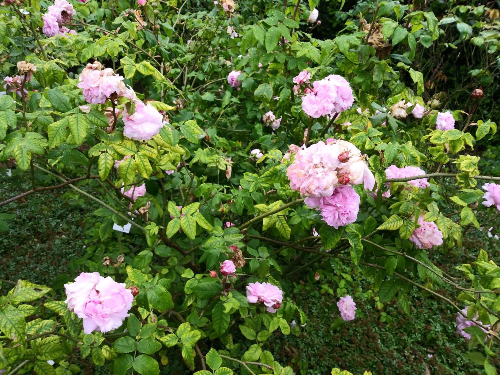 Rosa 'Jacques Cartier' | Hortus Botanicus Leiden, Netherlands