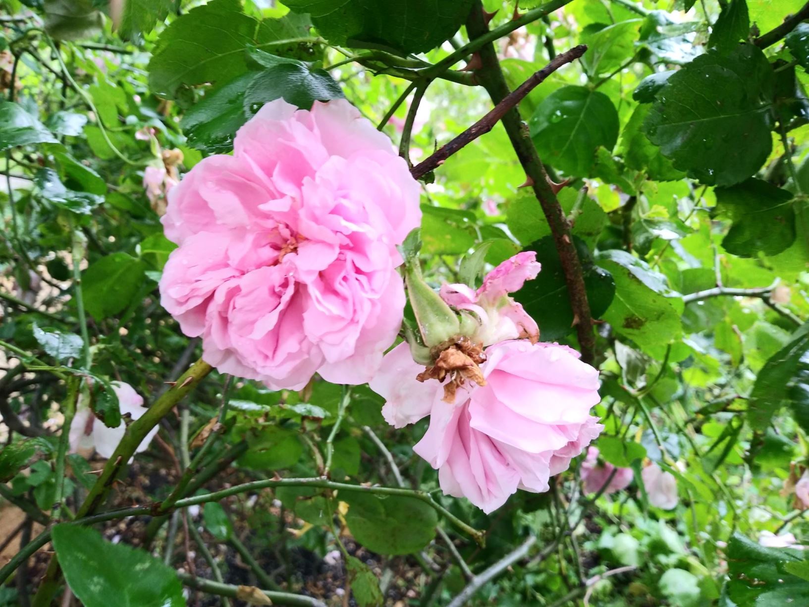 Rosa 'May Queen' | Hortus Botanicus Leiden, Netherlands