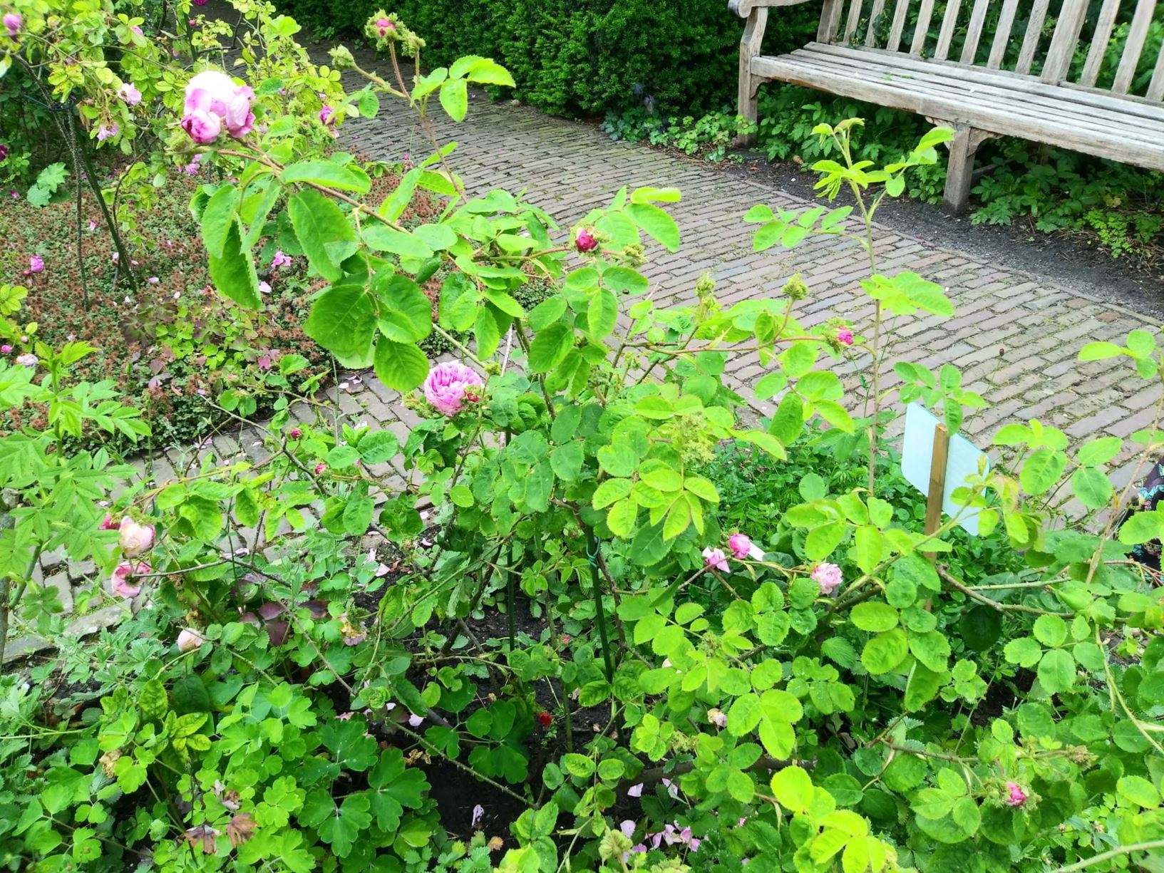 Rosa 'Cristata' - Châpeau de Napoléon, Crested Moss Rose | Hortus ...