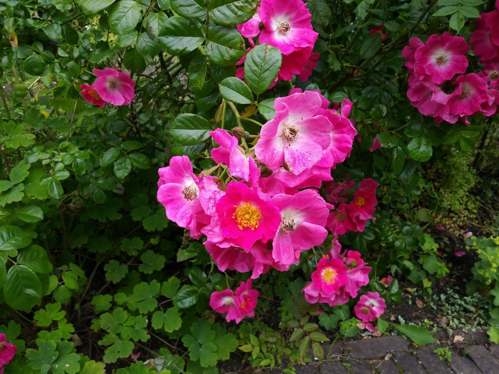 Rosa 'Amy Robsart' | Hortus Botanicus Leiden, Netherlands