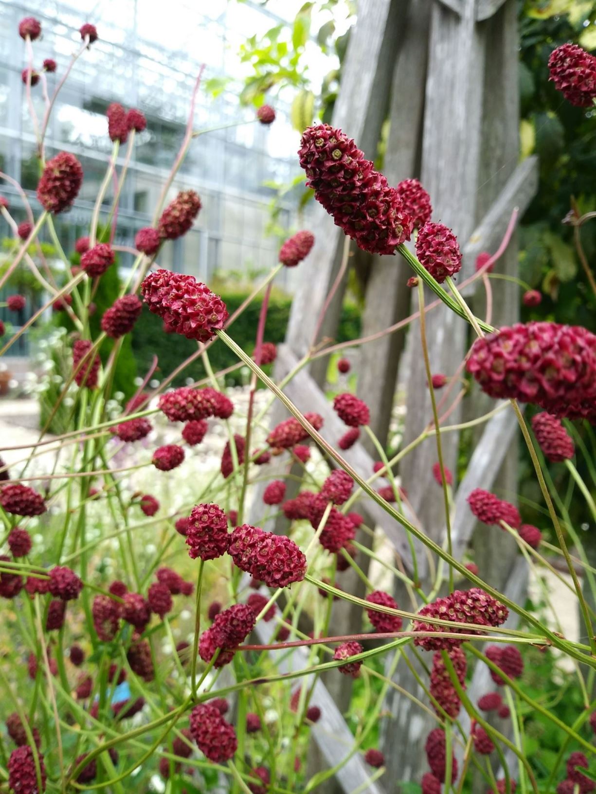 Sanguisorba officinalis - Grote pimpernel, Great burnet, Burnet ...