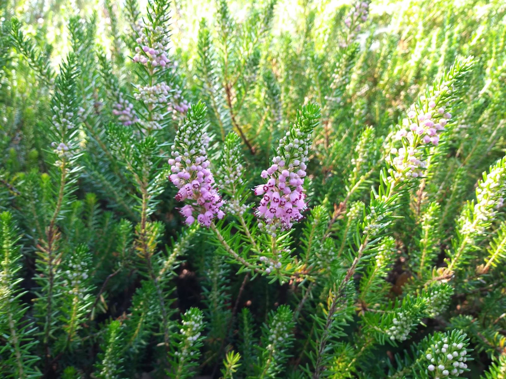 Calluna vulgaris - Struikhei, Ling, Scots heather | Hortus Botanicus ...