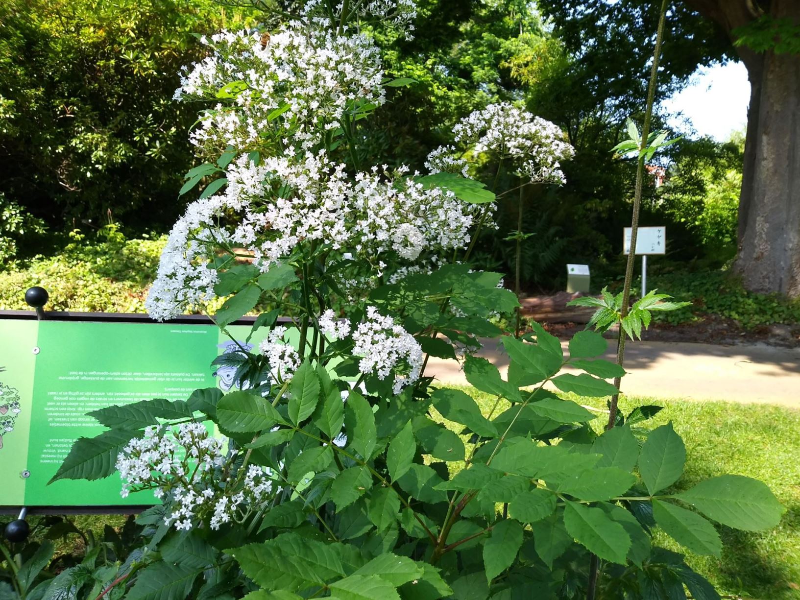 Valeriana officinalis - Echte valeriaan, Valerian | Hortus Botanicus ...