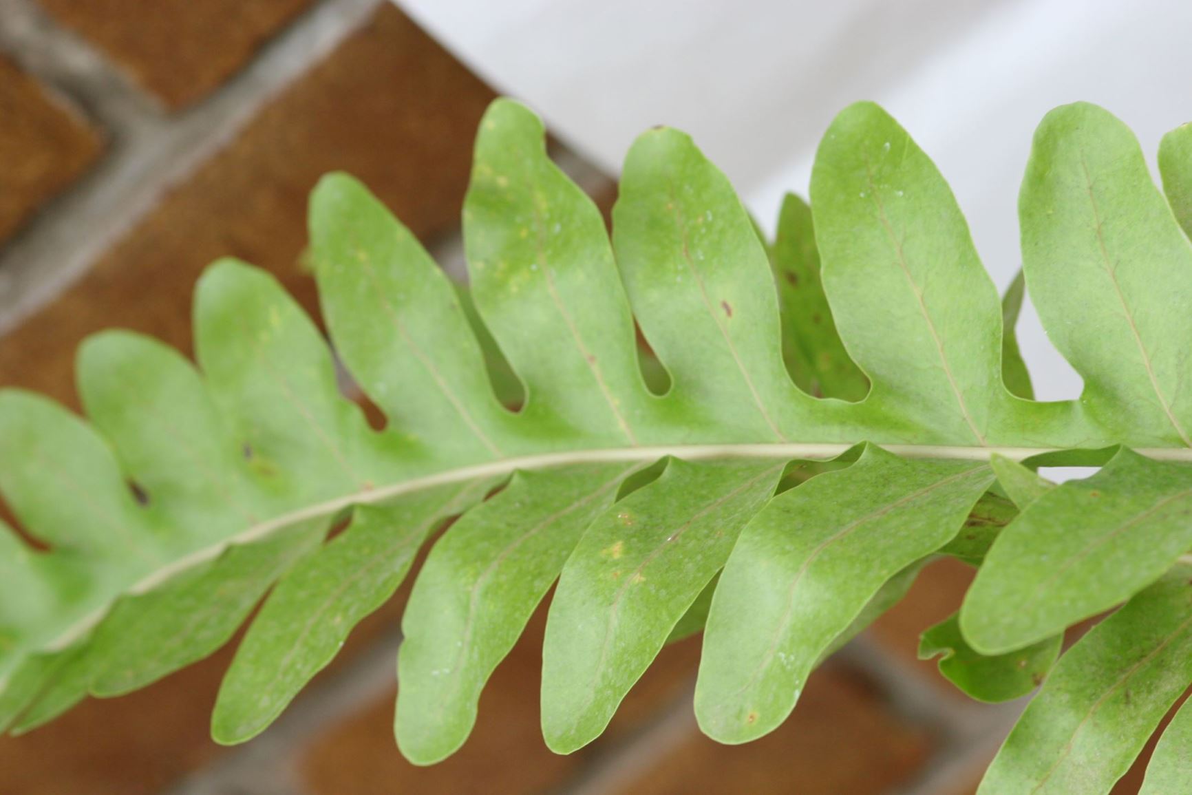 Lecanopteris celebica | Hortus Botanicus Leiden, Netherlands