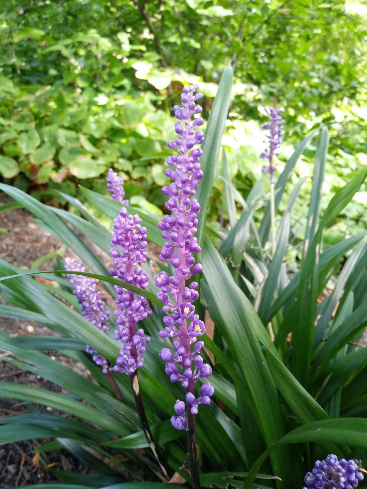 Liriope spicata - Leliegras, Lily turf, 湖北麦冬 Hubeimaidong | Hortus ...