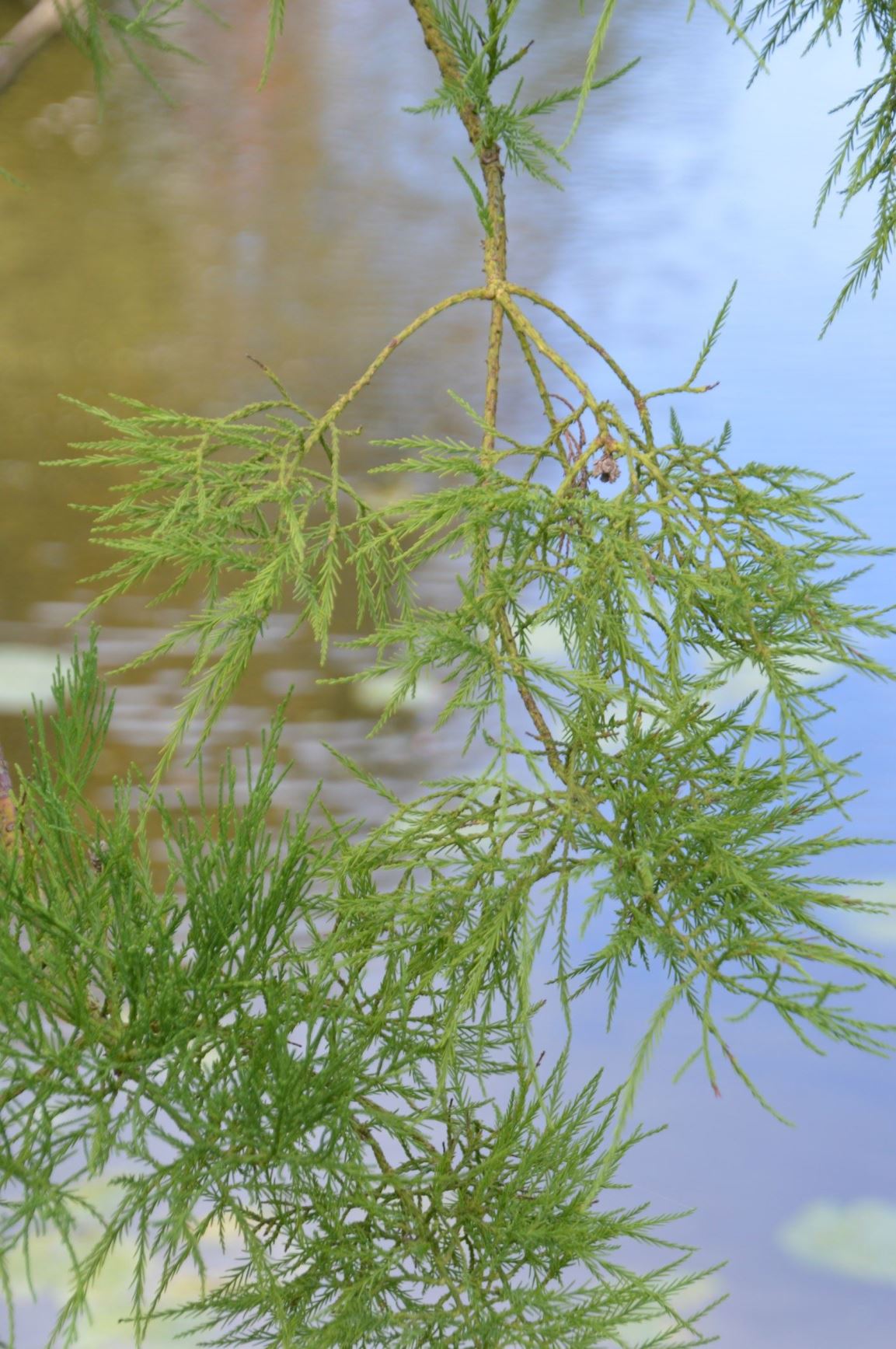 Glyptostrobus pensilis - Chinese Moerascipres, Chinese Swamp Cypress ...