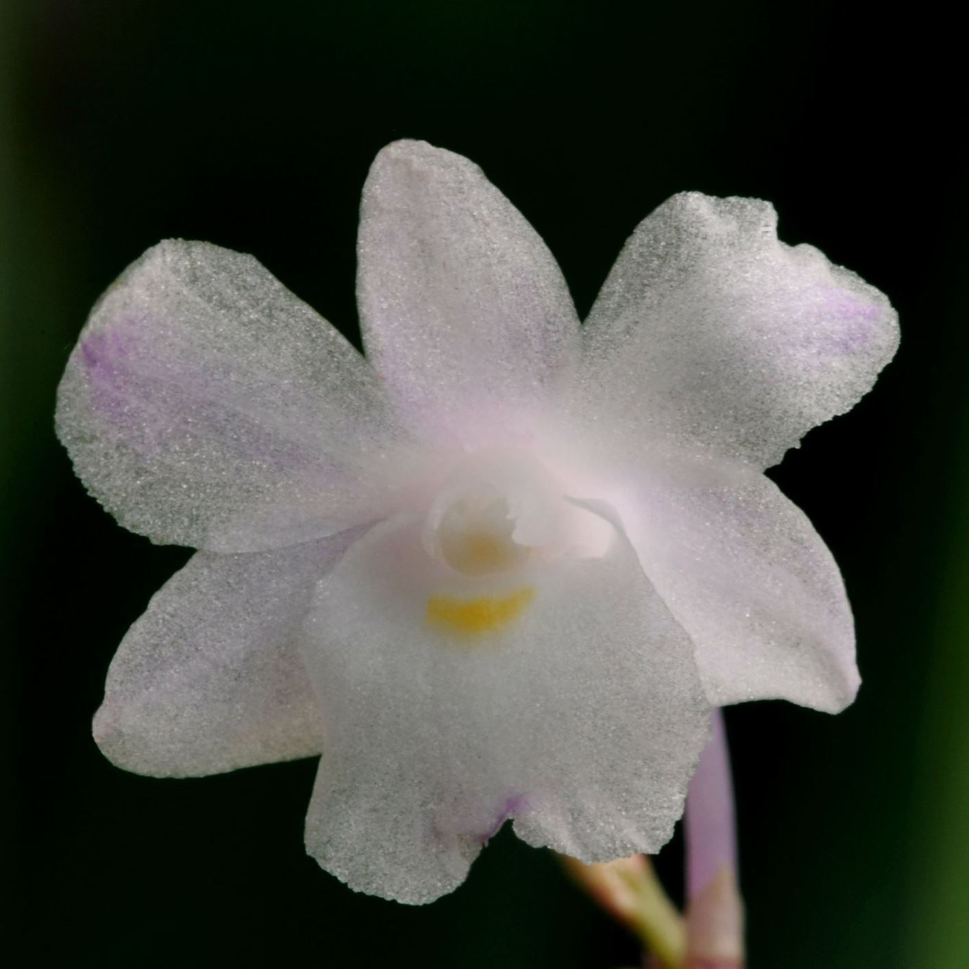 Dendrobium mutabile | Hortus Botanicus Leiden, Netherlands