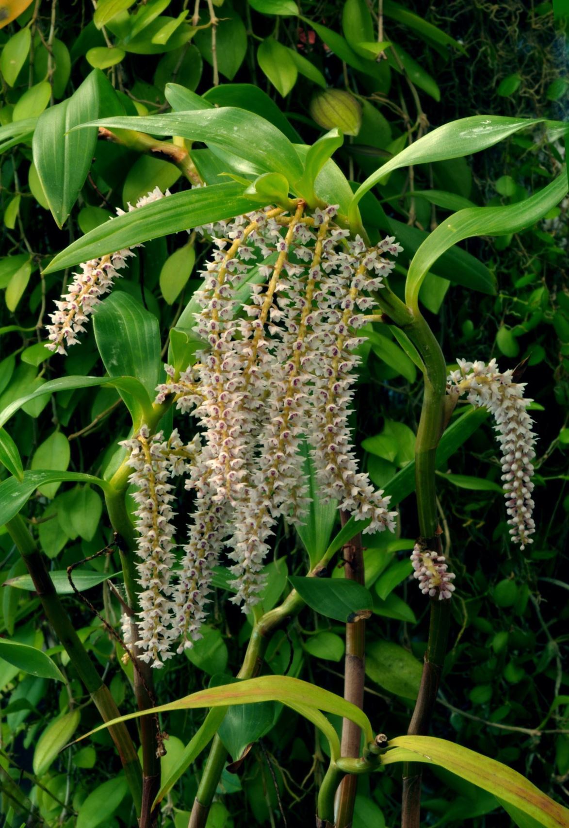 Pinalia multiflora | Hortus Botanicus Leiden, Netherlands