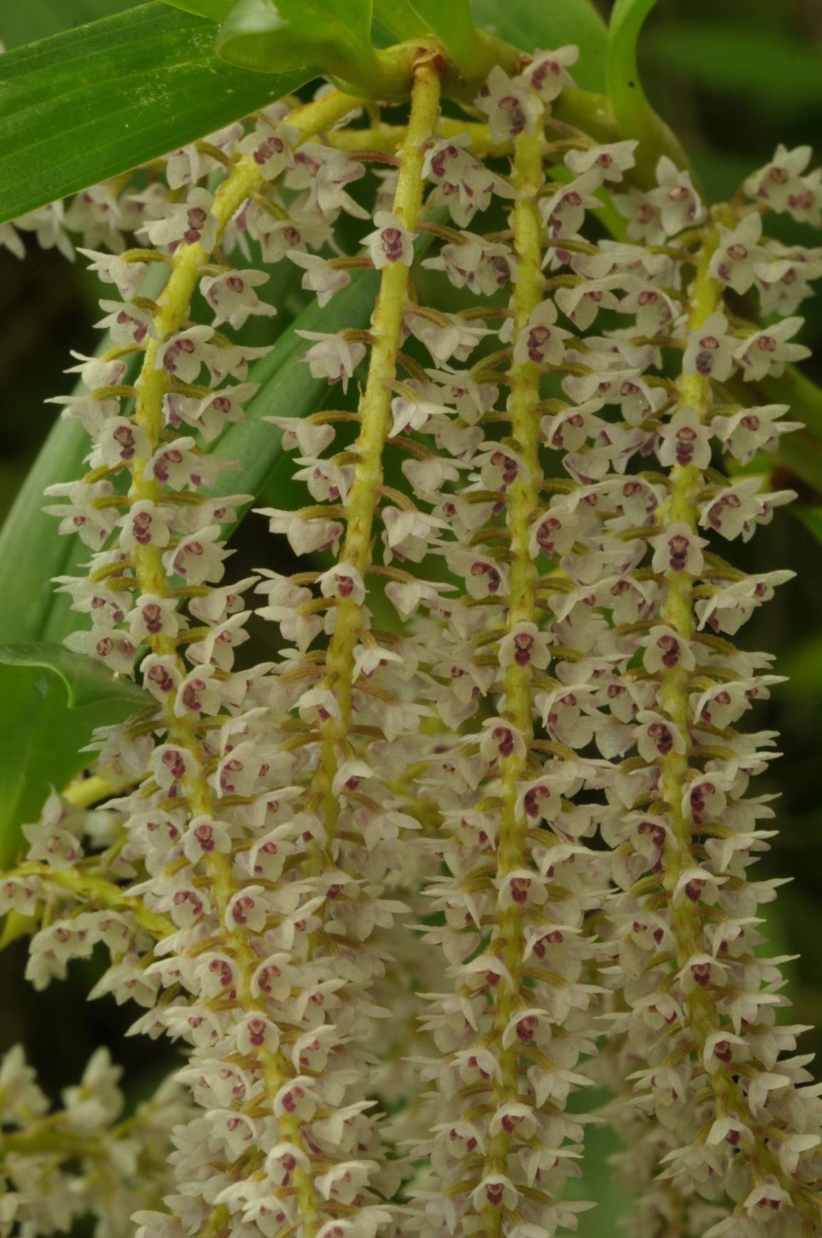 Pinalia multiflora | Hortus Botanicus Leiden, Netherlands