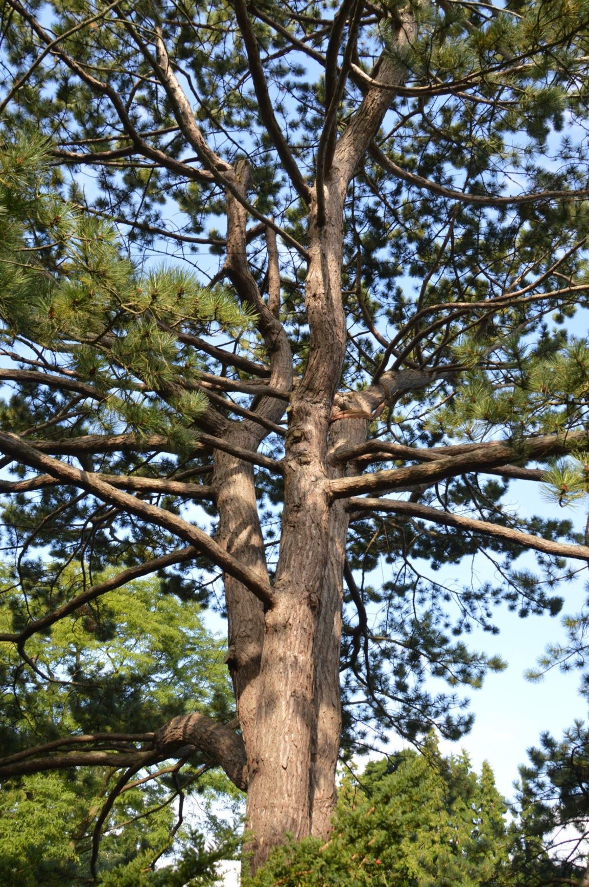 Pinus nigra var. nigra - Oostenrijkse den, Austrian pine ...