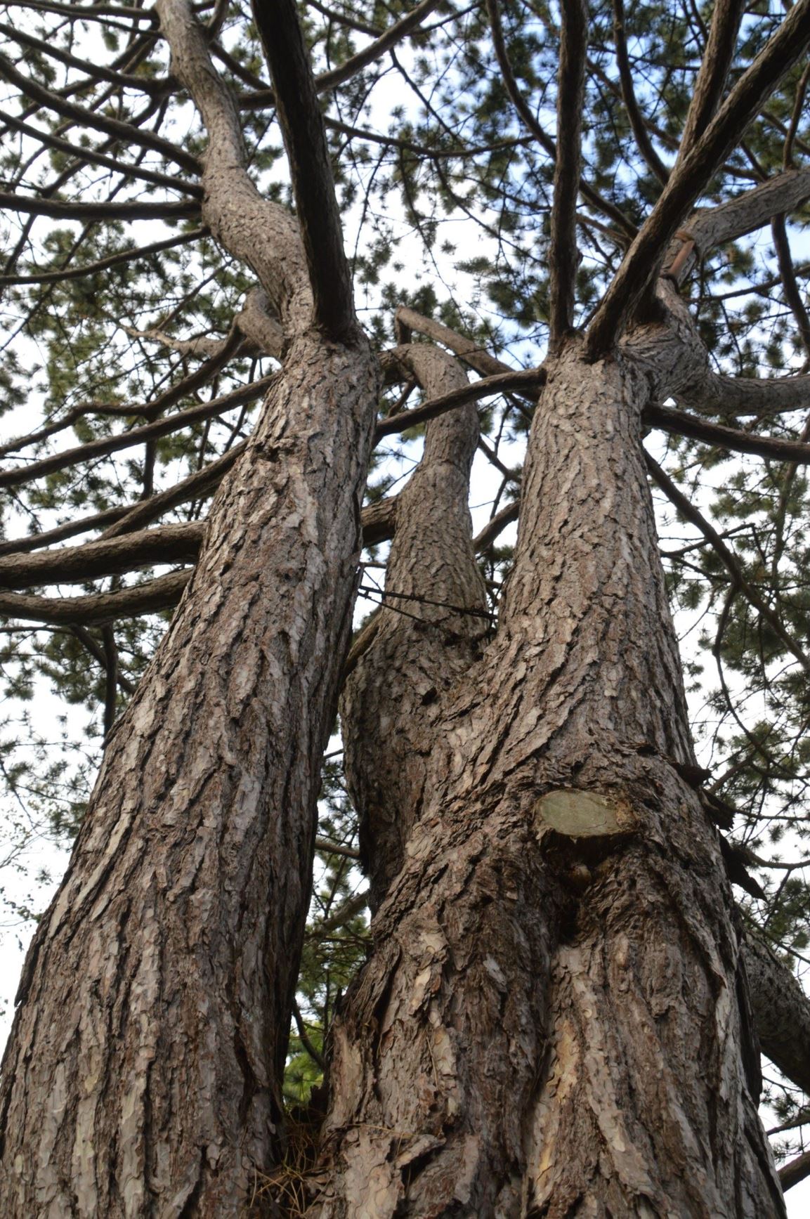 Pinus nigra var. nigra - Oostenrijkse den, Austrian pine ...