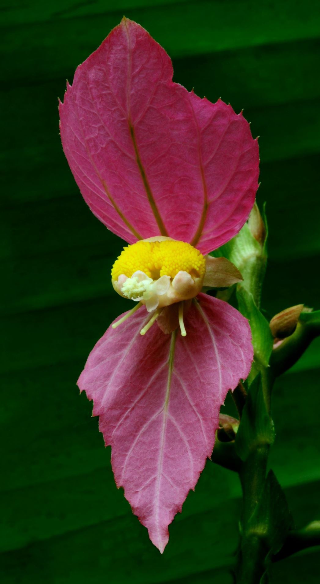 Dalechampia spathulata - Tandpastaplant, Toothpaste plant | Hortus ...