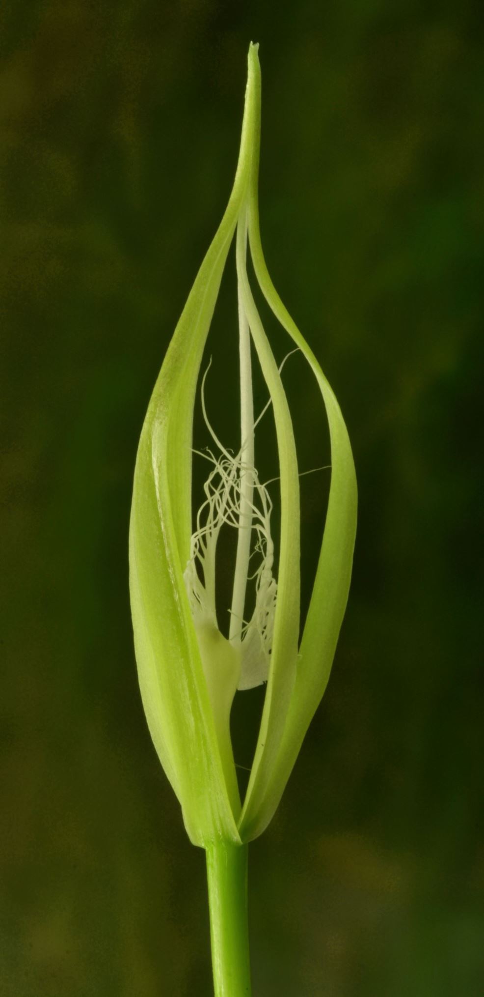 Epidendrum ciliare - Spider orchid | Hortus Botanicus Leiden, Netherlands