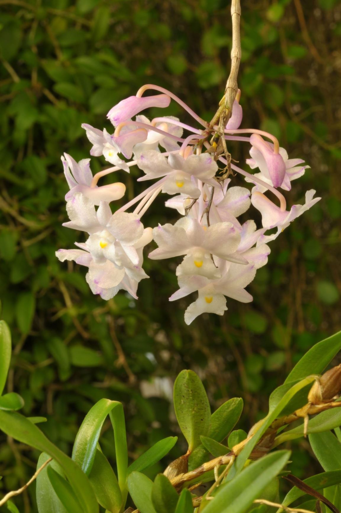 Dendrobium mutabile | Hortus Botanicus Leiden, Netherlands