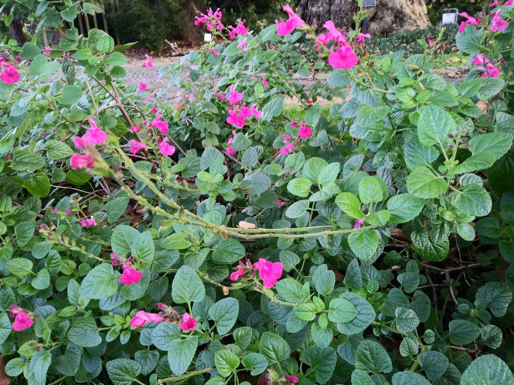 Salvia 'Penny's Smile' | Hortus Botanicus Leiden, Netherlands
