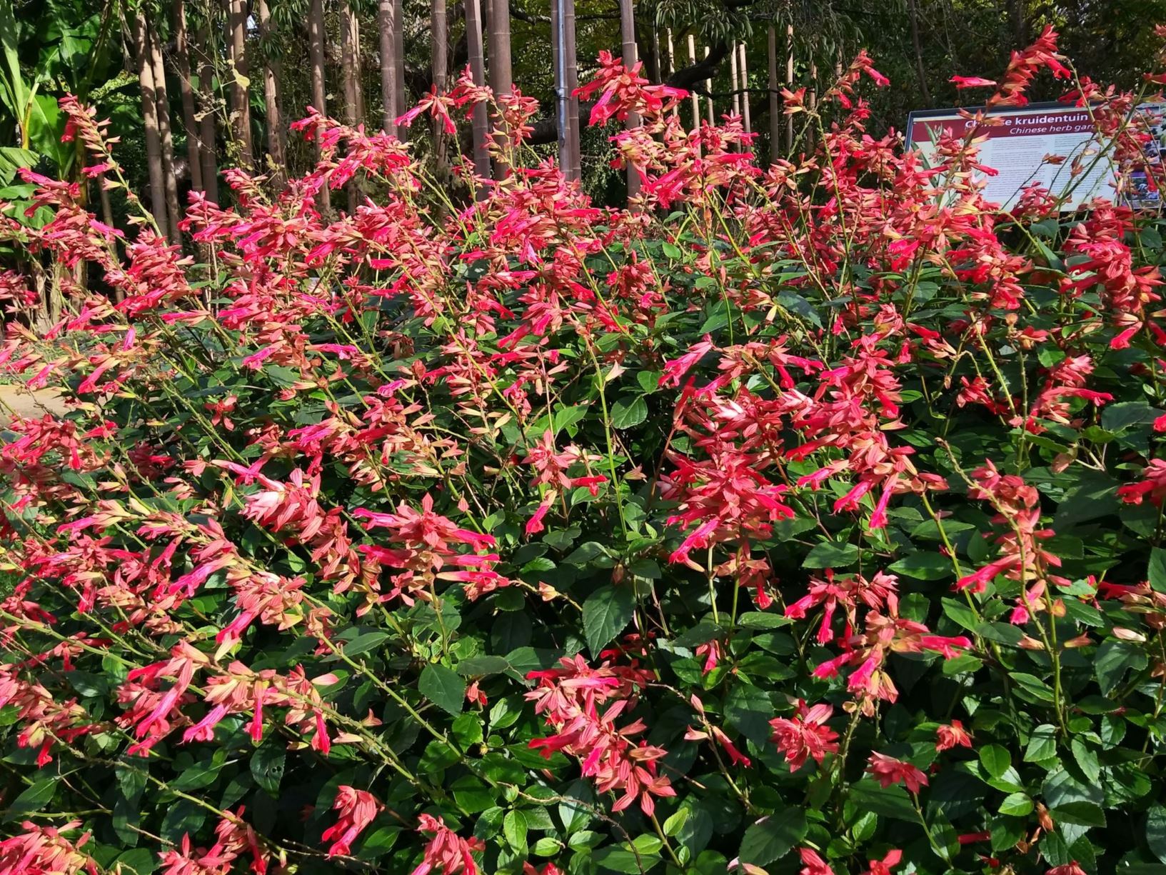 Salvia 'Ember's Wish' | Hortus Botanicus Leiden, Netherlands