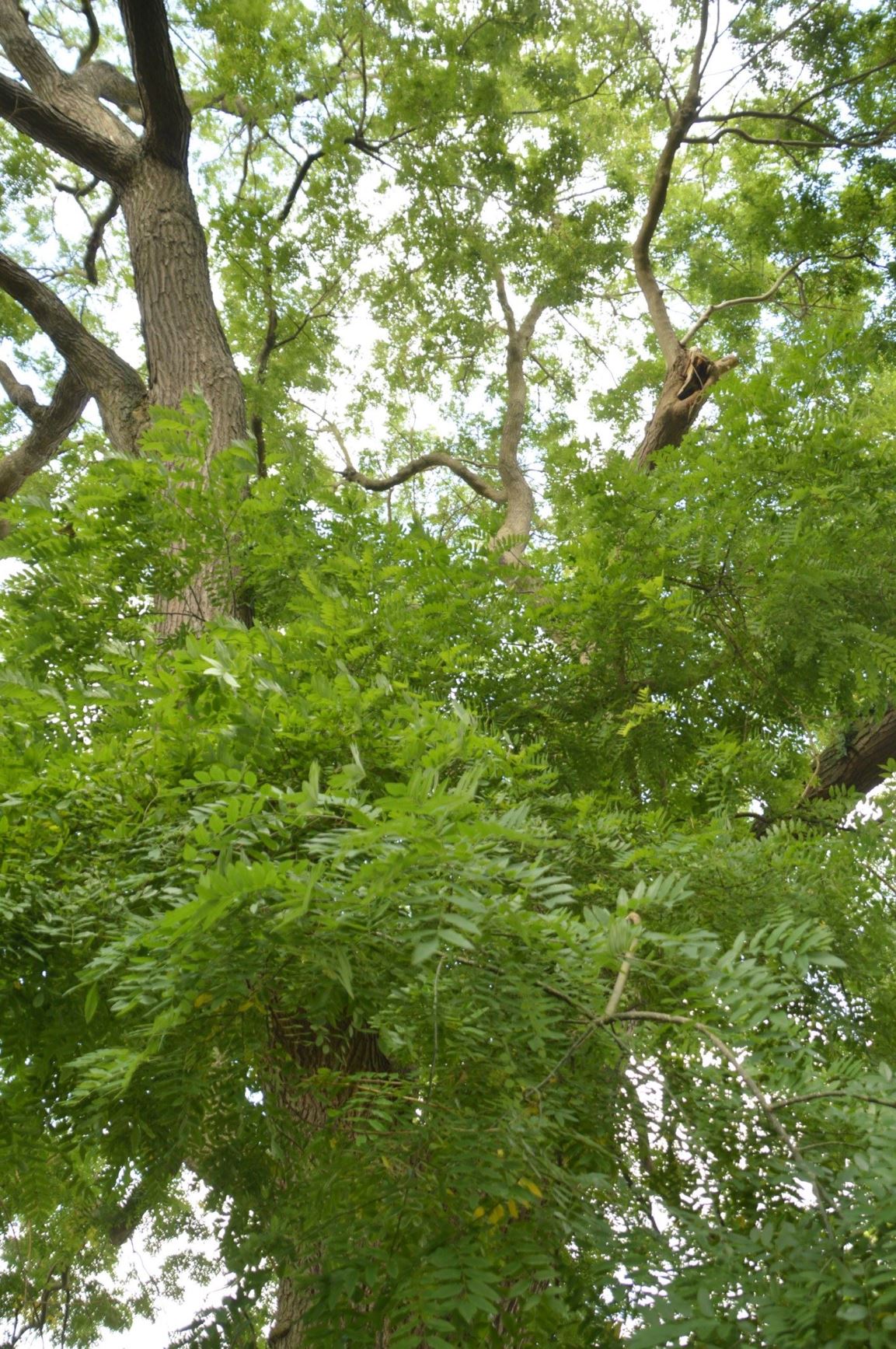 Styphnolobium japonicum - Honingboom, Sophora, Japanese pagoda tree ...