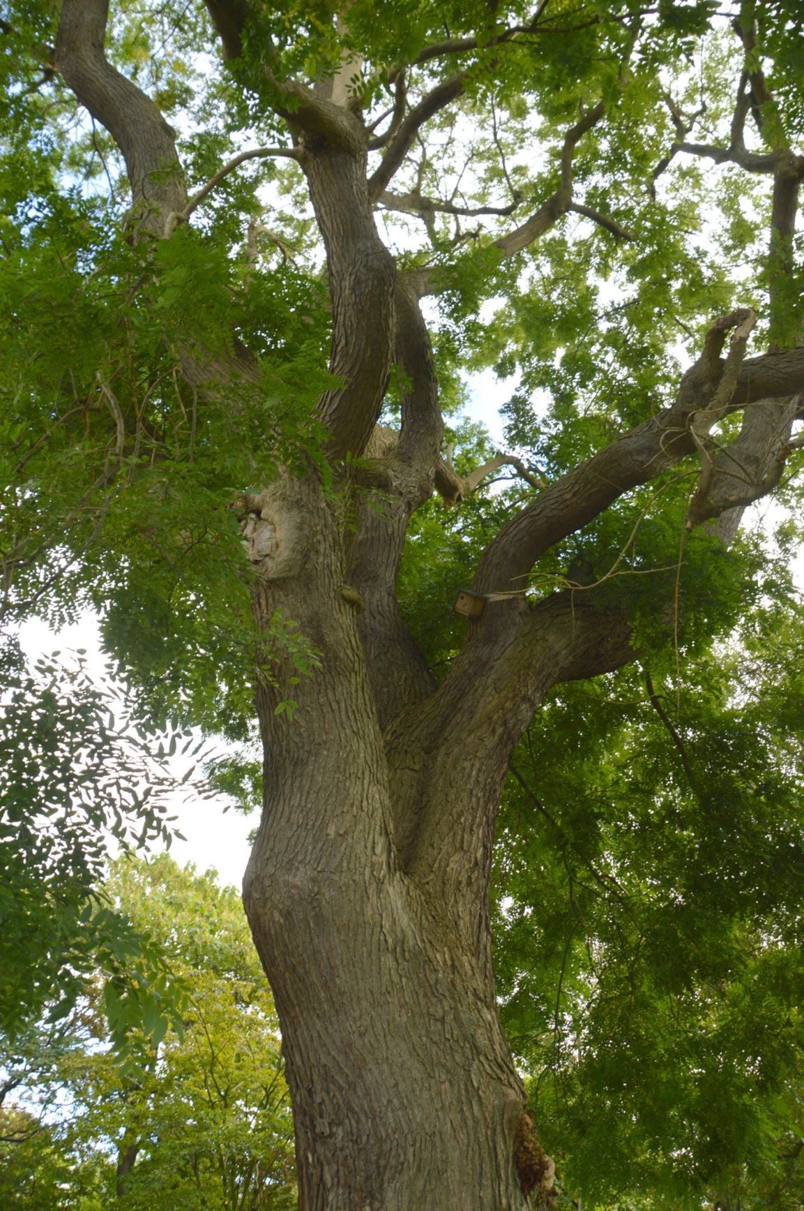 Styphnolobium japonicum - Honingboom, Sophora, Japanese pagoda tree ...