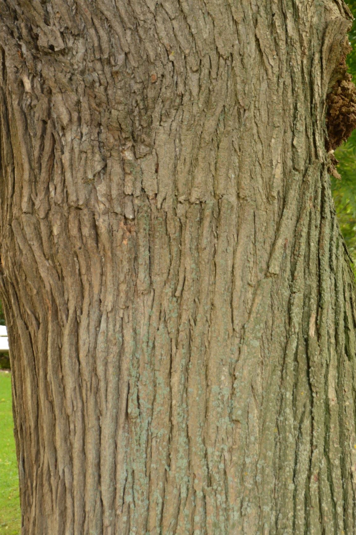 Styphnolobium japonicum - Honingboom, Sophora, Japanese pagoda tree ...