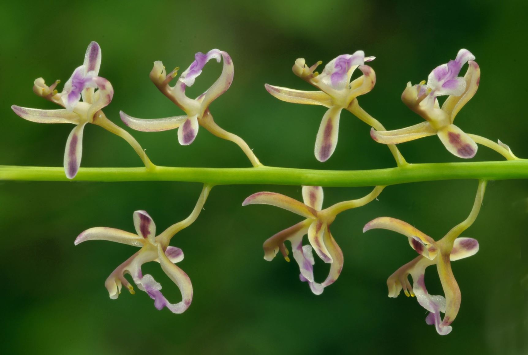 Acriopsis liliifolia | Hortus Botanicus Leiden, Netherlands