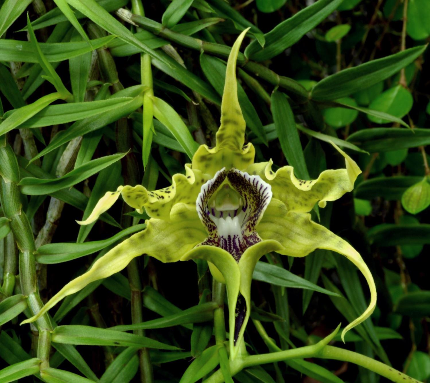 Dendrobium alexandrae | Hortus Botanicus Leiden, Netherlands