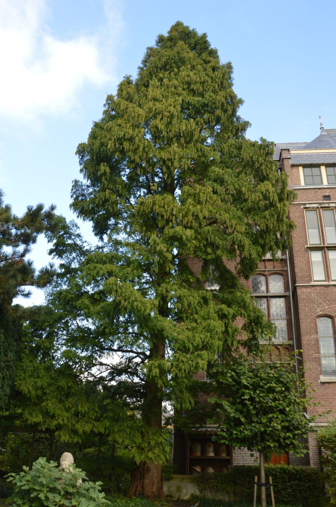 Metasequoia glyptostroboides - Watercipres, Chinese watercipres ...