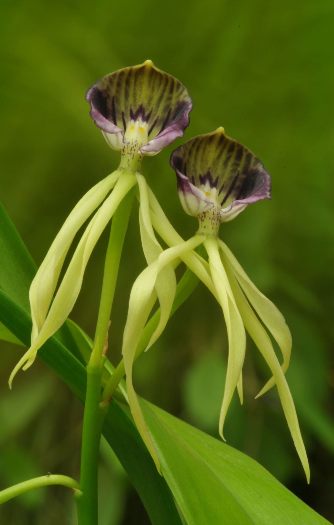 Prosthechea cochleata | Hortus Botanicus Leiden, Netherlands