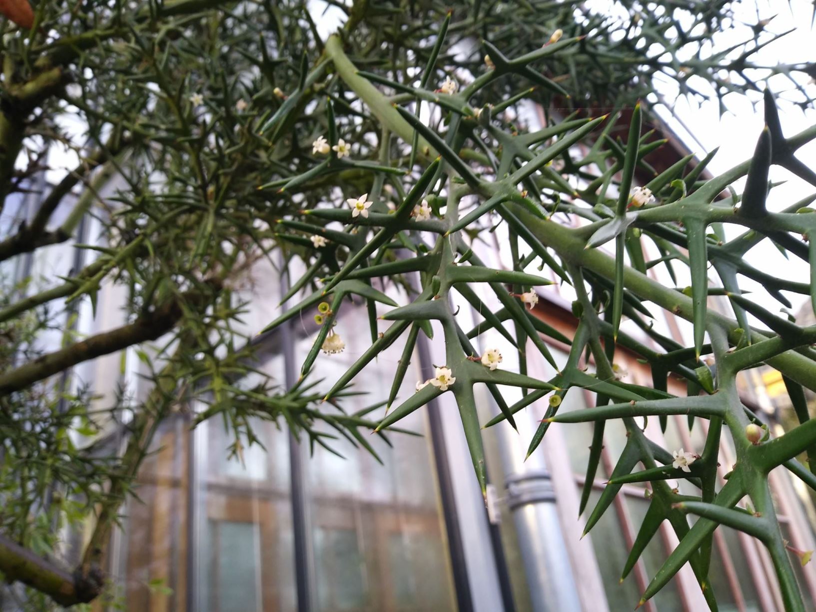 Colletia paradoxa - Crucifixion thorn, thorn of the cross, anchor plant ...