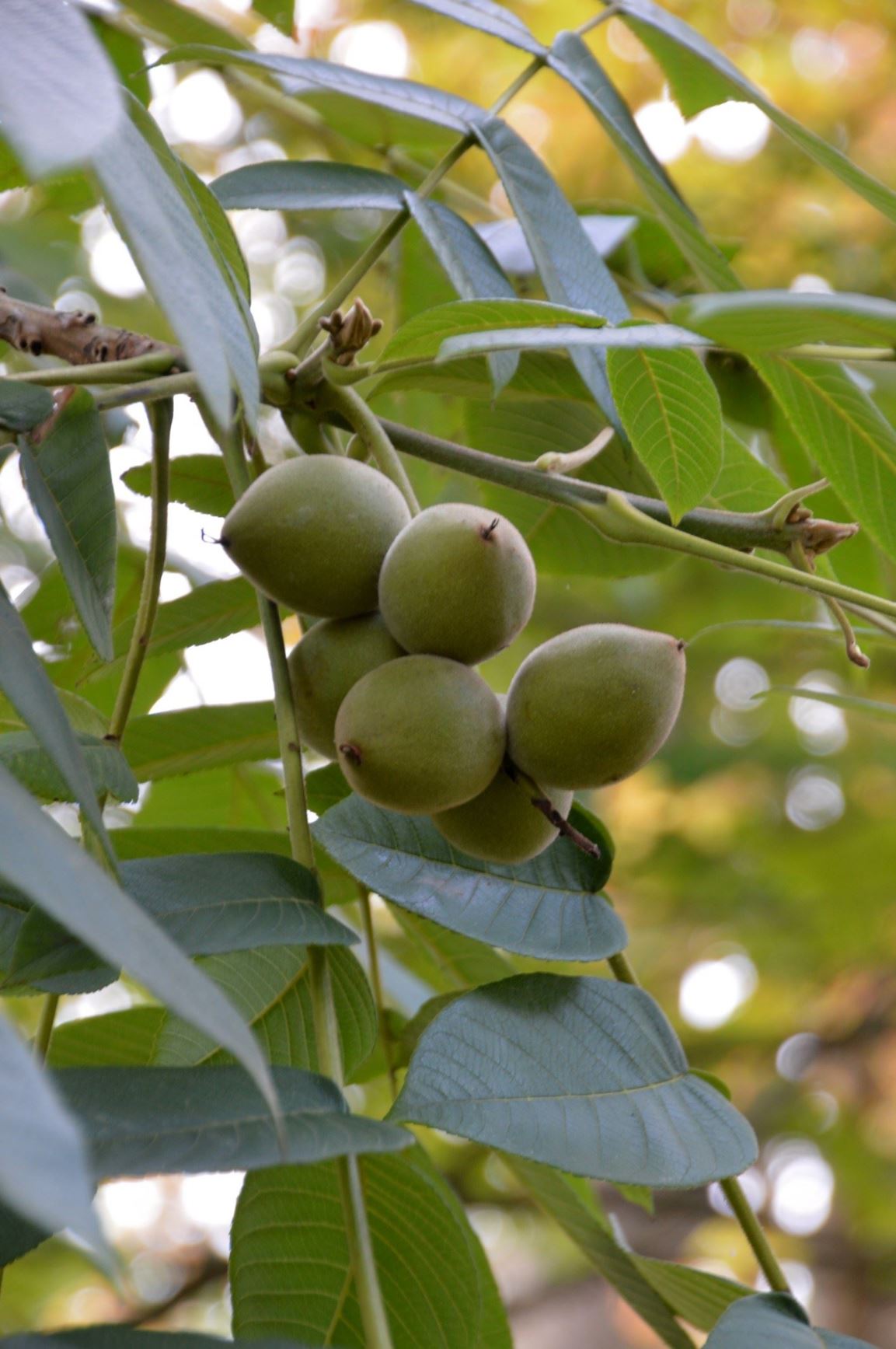 Juglans mandshurica var. mandshurica - Chinese walnoot, Chinese walnut ...