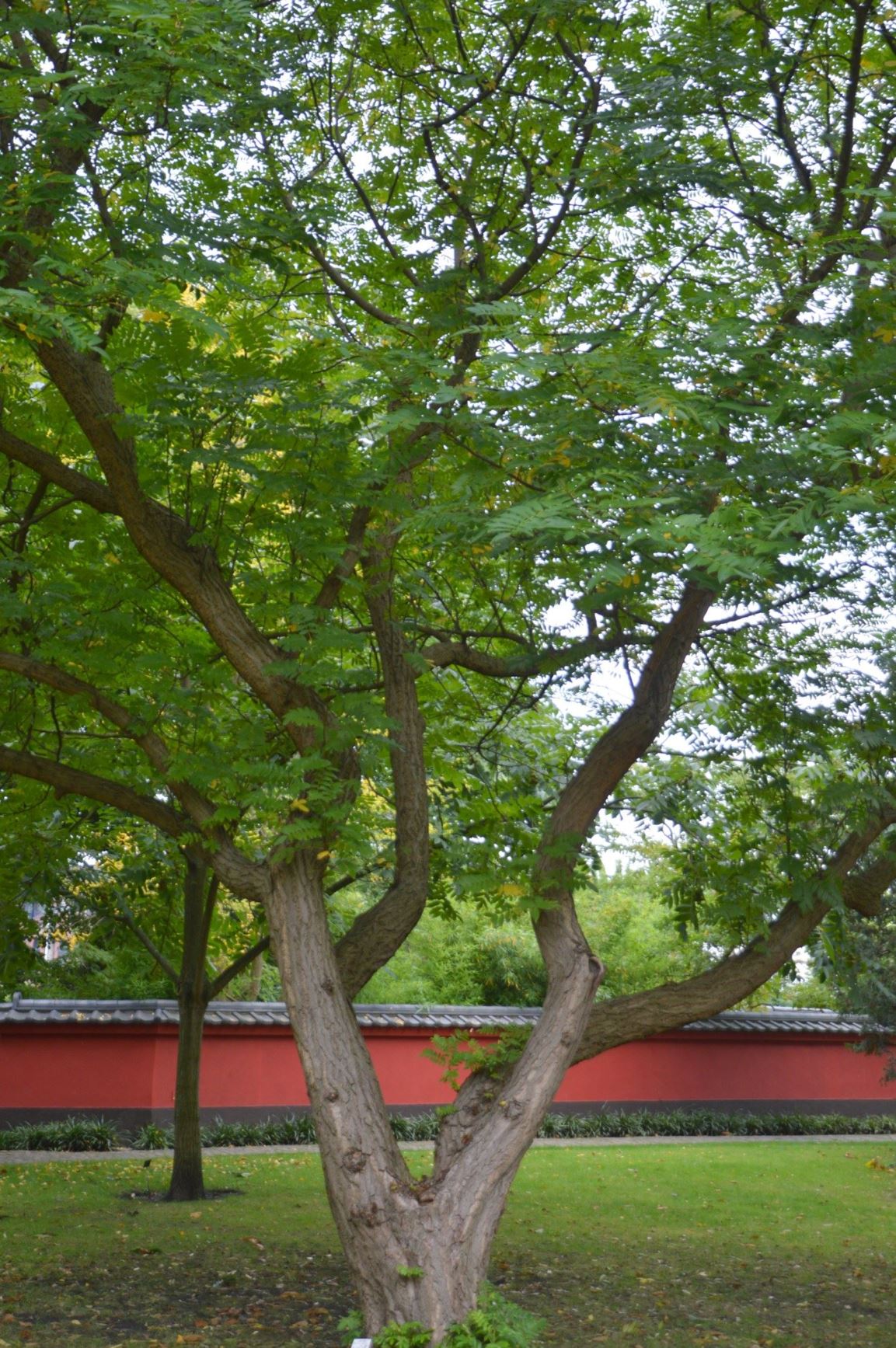 Pterocarya fraxinifolia var. dumosa - Kaukasische vleugelnoot, Gewone ...