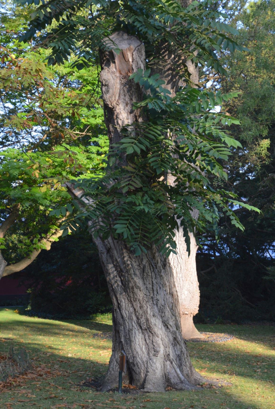 Juglans ailantifolia var. cordiformis - Japanse walnoot, Sieboldwalnoot ...