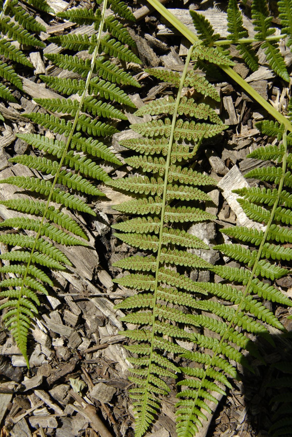 Athyrium cyclosorum | Hortus Botanicus Leiden, Netherlands