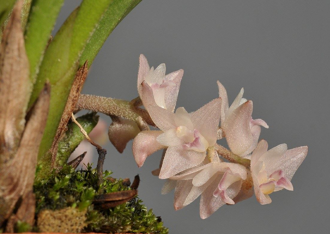 Browse E | Hortus Botanicus Leiden, Netherlands