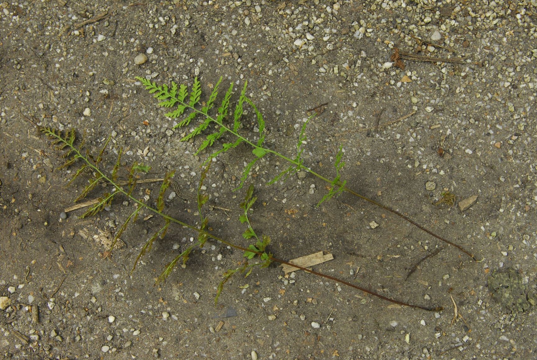Cystopteris fragilis - Blaasvaren | Hortus Botanicus Leiden, Netherlands