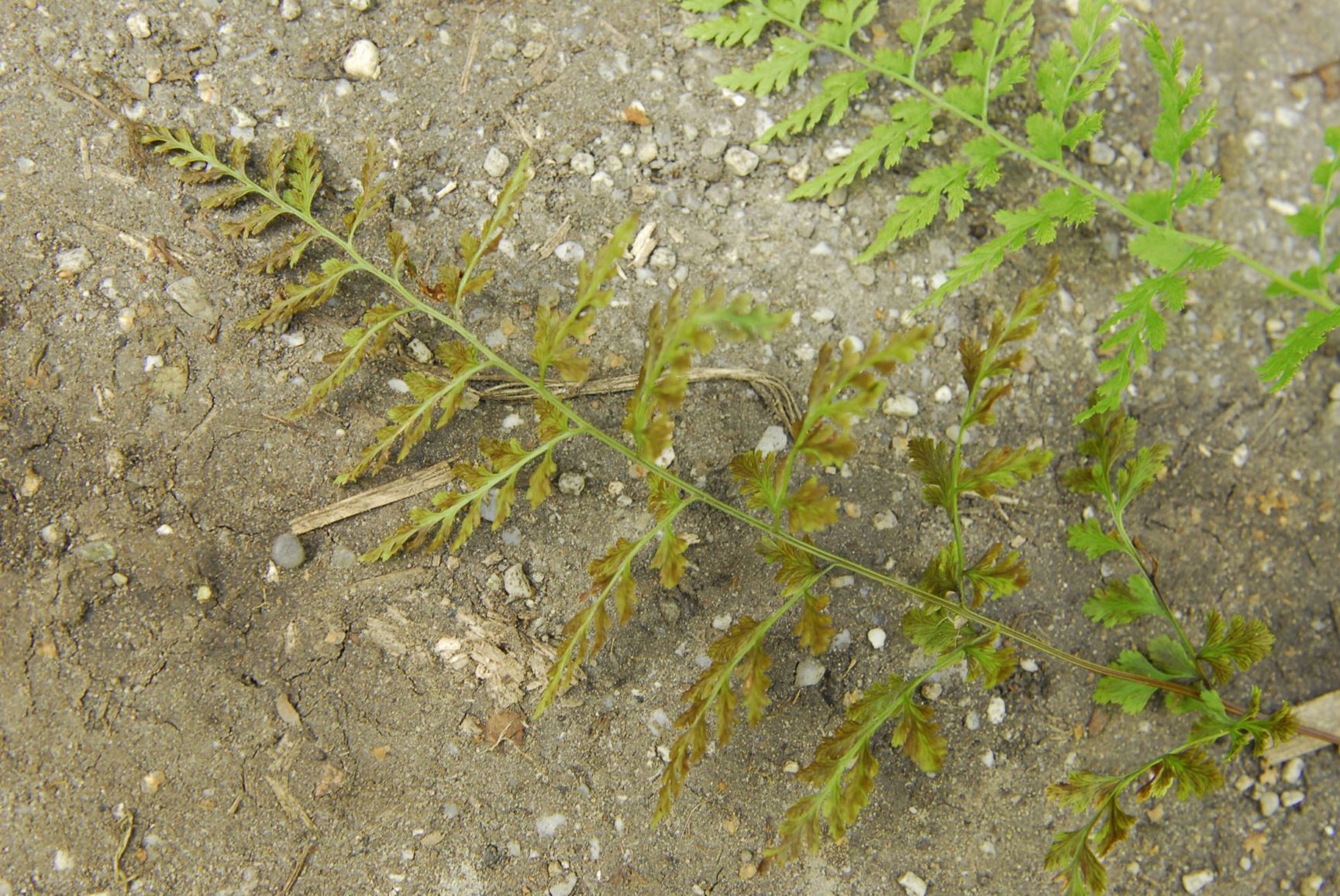 Cystopteris fragilis - Blaasvaren, Fragile fern, brittle bladder fern ...