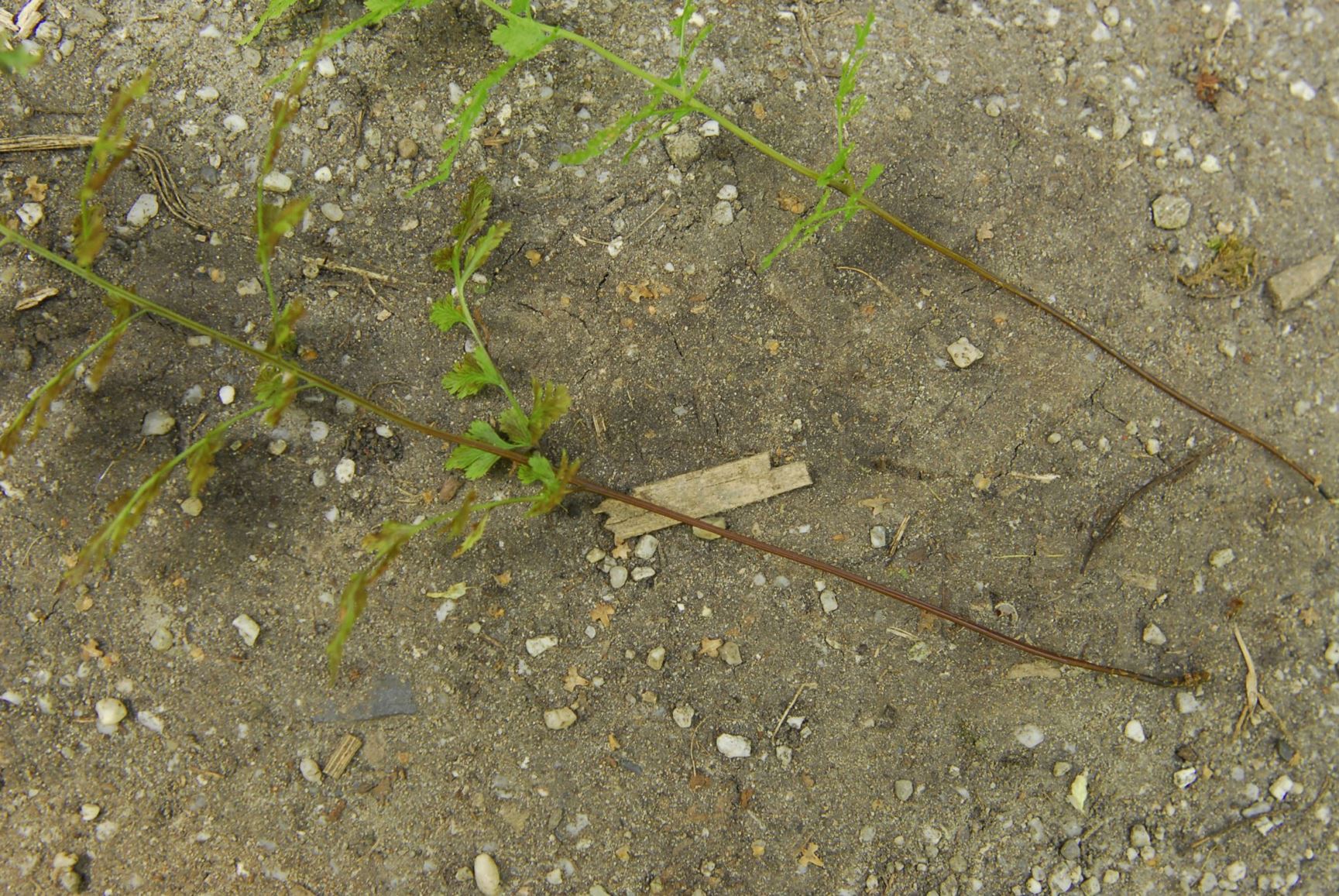 Cystopteris fragilis - Blaasvaren, Fragile fern, brittle bladder fern ...