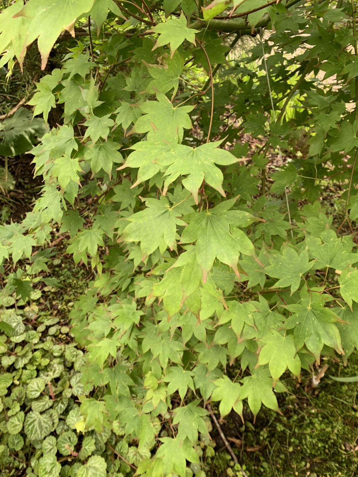 Acer palmatum 'Satsuki-Beni' - Satsuki beni Japanese Maple | Hortus ...