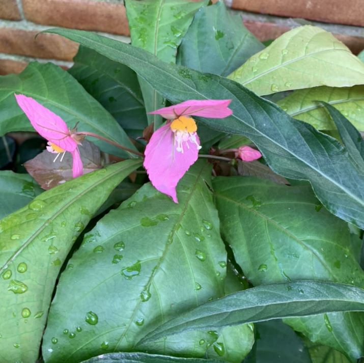 Dalechampia spathulata - Tandpastaplant, Toothpaste plant | Hortus ...