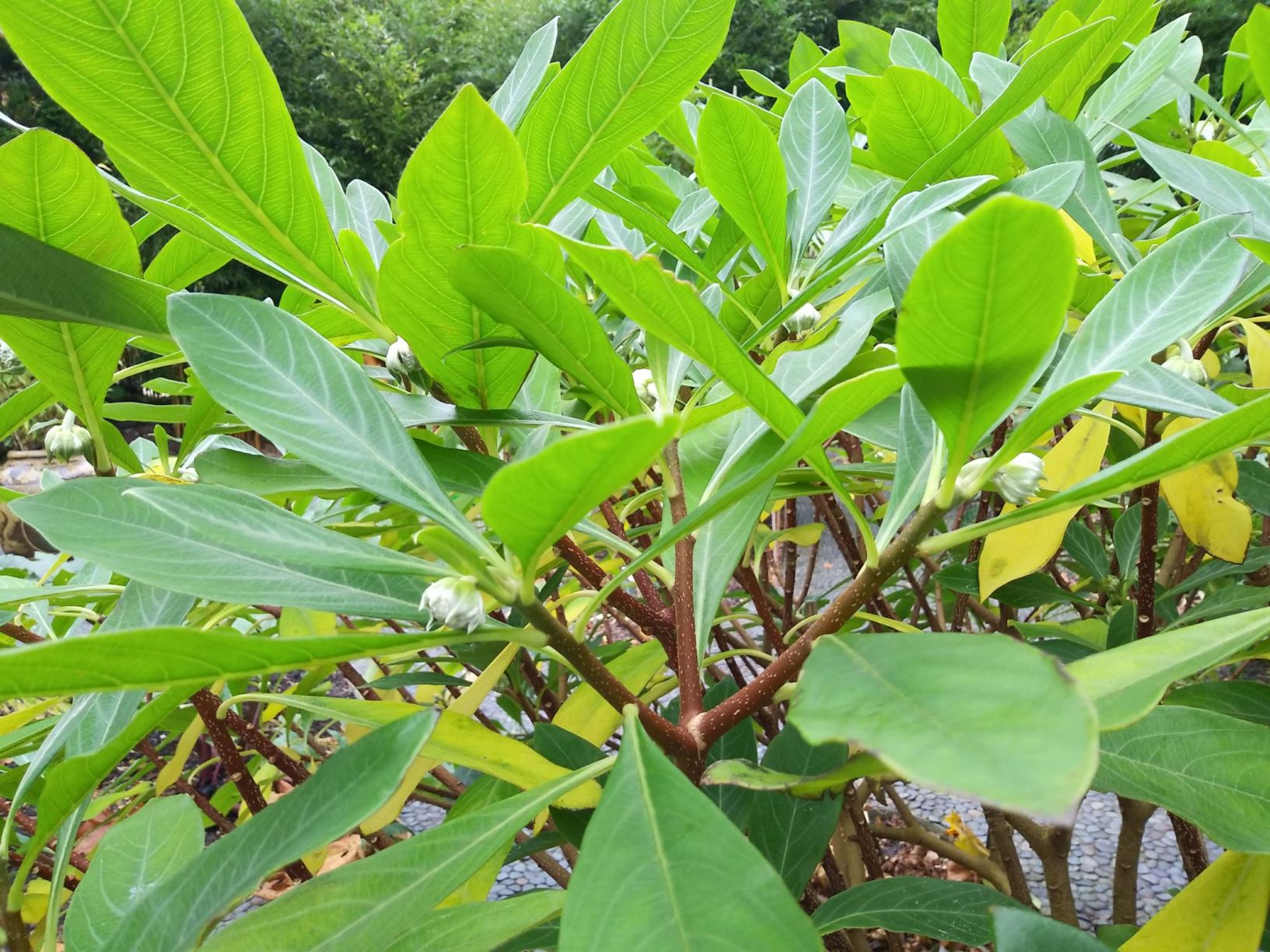 Edgeworthia chrysantha - Papierstruik, Paper bush, 结香 jie xiang ...