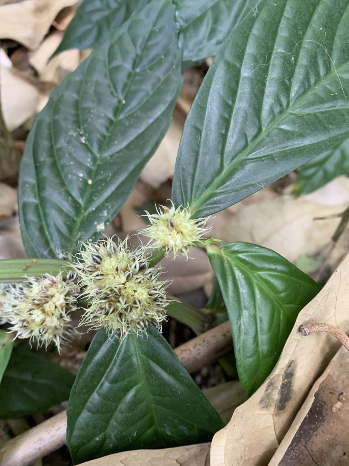 Elatostema spec. | Hortus Botanicus Leiden, Netherlands