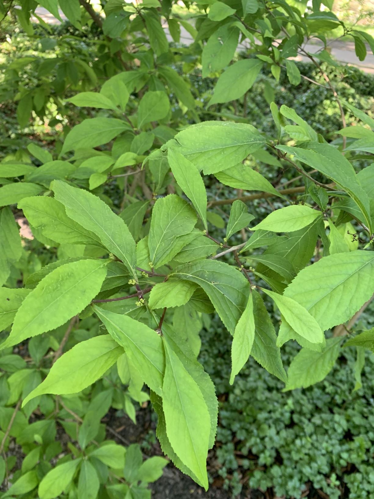 Callicarpa japonica var. leucocarpa | Hortus Botanicus Leiden, Netherlands