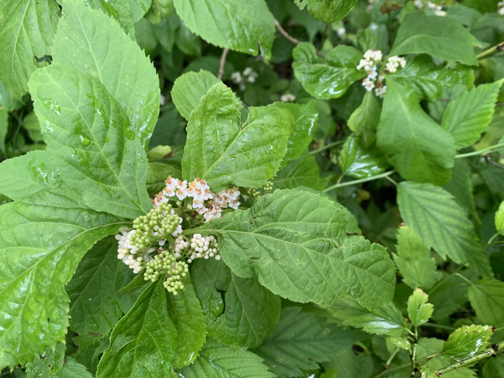 Callicarpa japonica var. leucocarpa | Hortus Botanicus Leiden, Netherlands