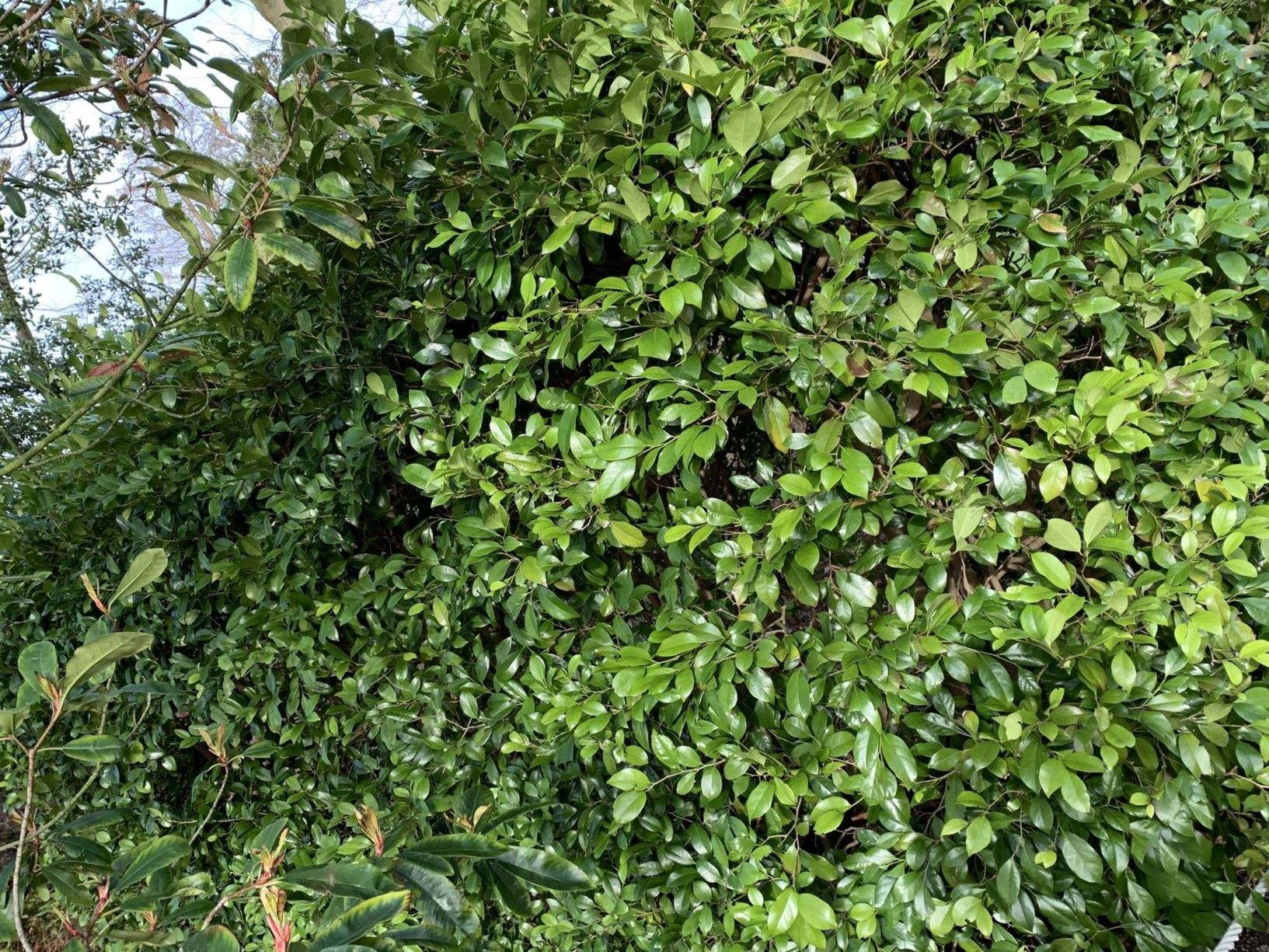 Distylium racemosum - Winter toverhazelaar, Isu tree, Isunoki, Yusuki ...