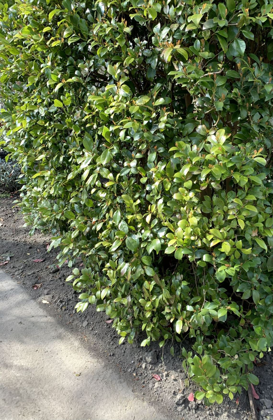 Distylium racemosum - Winter toverhazelaar, Isu tree, Isunoki, Yusuki ...