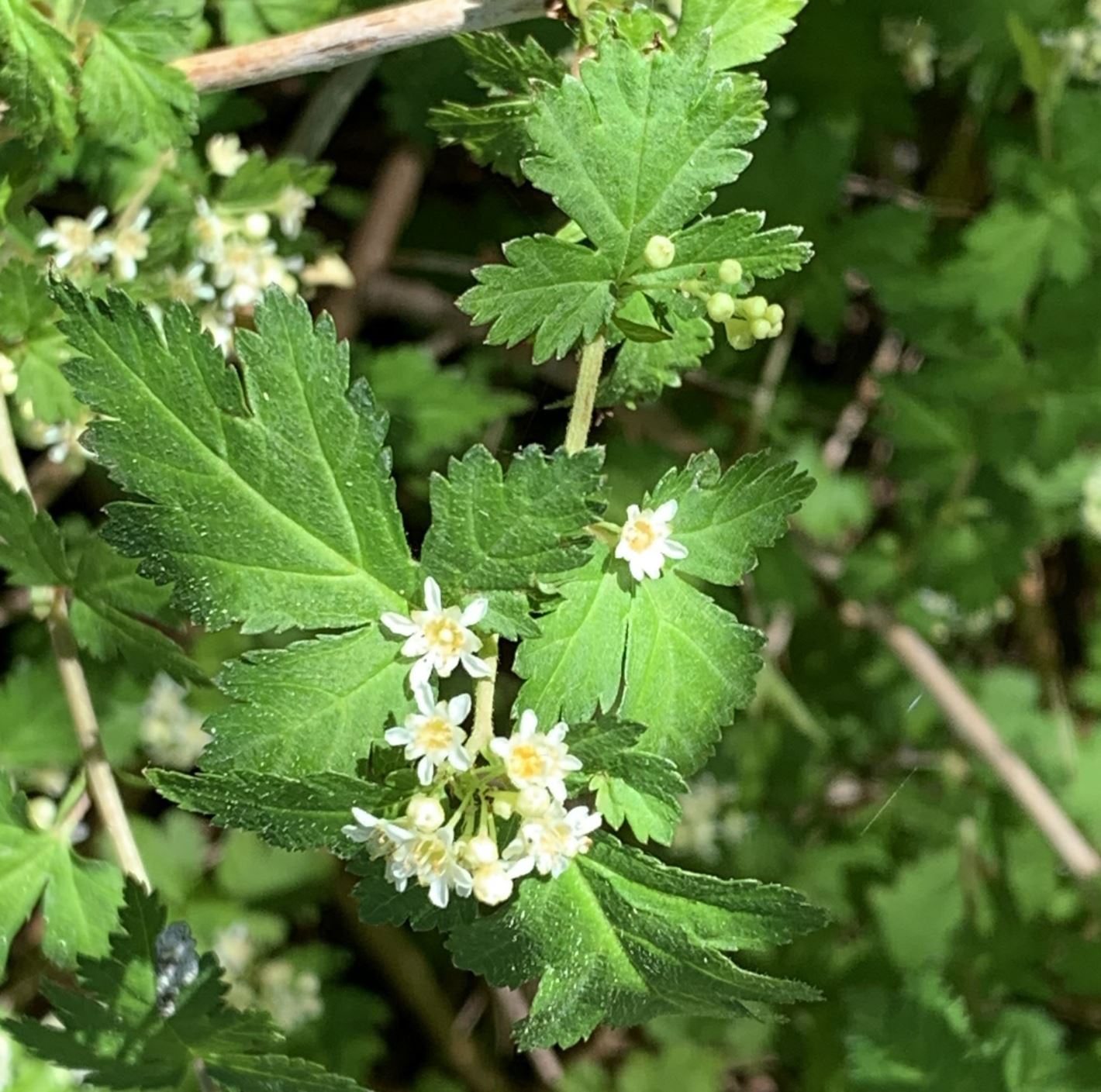 Stephanandra incisa 'Crispa' - Kransspirea, cut-leaf stephanandra ...
