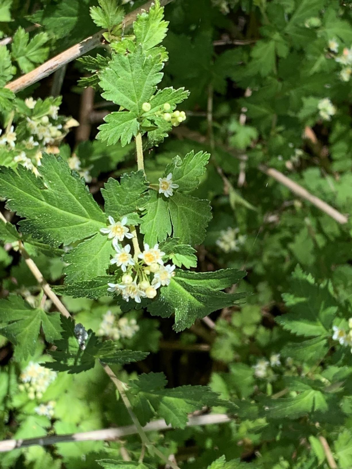 Stephanandra incisa 'Crispa' - Kransspirea, cut-leaf stephanandra ...